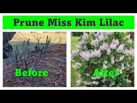 How And When To Prune Miss Kim Lilac