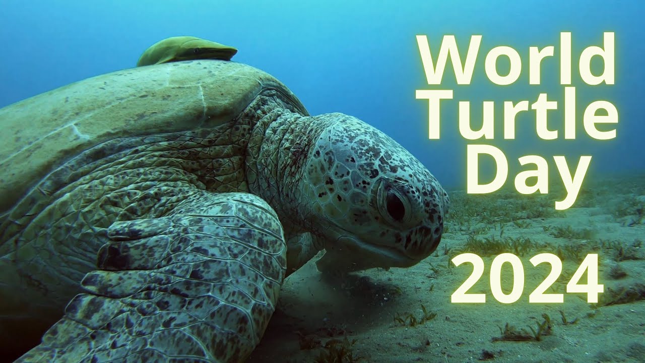 World Turtle Day 2024 Let S Party Let S Shellebrate Youtube
