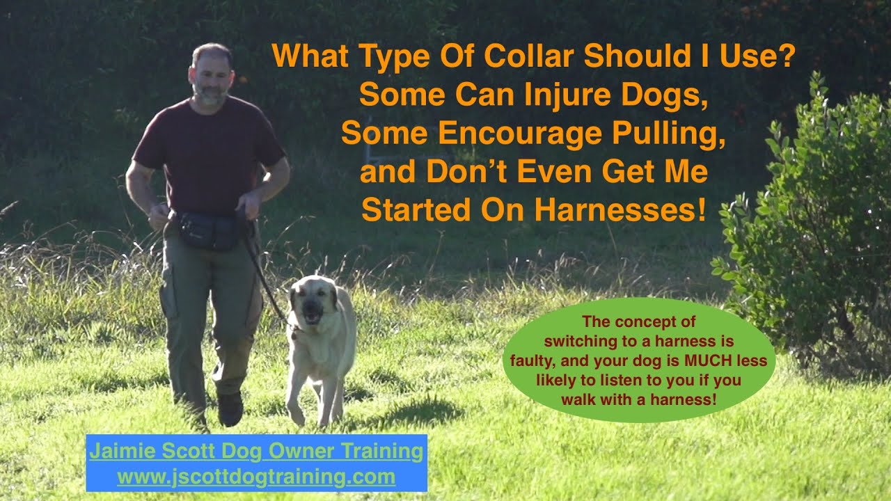 Collars Harnesses And Pulling Youtube