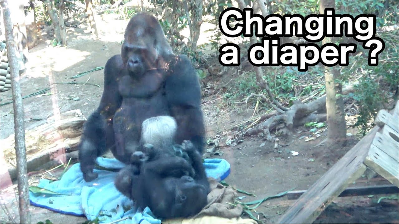 Baby Gorilla In Diapers At Kenton Williams Blog