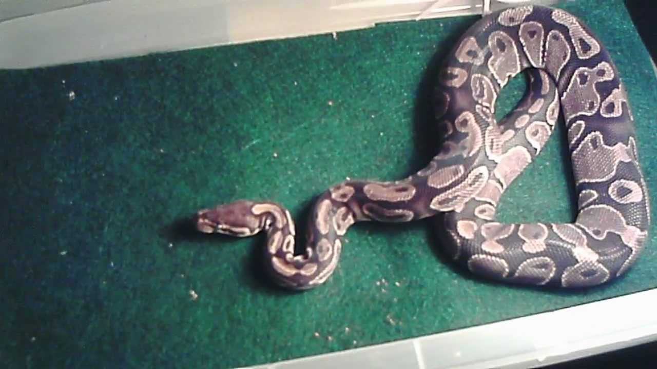 Ball Python Strike Youtube