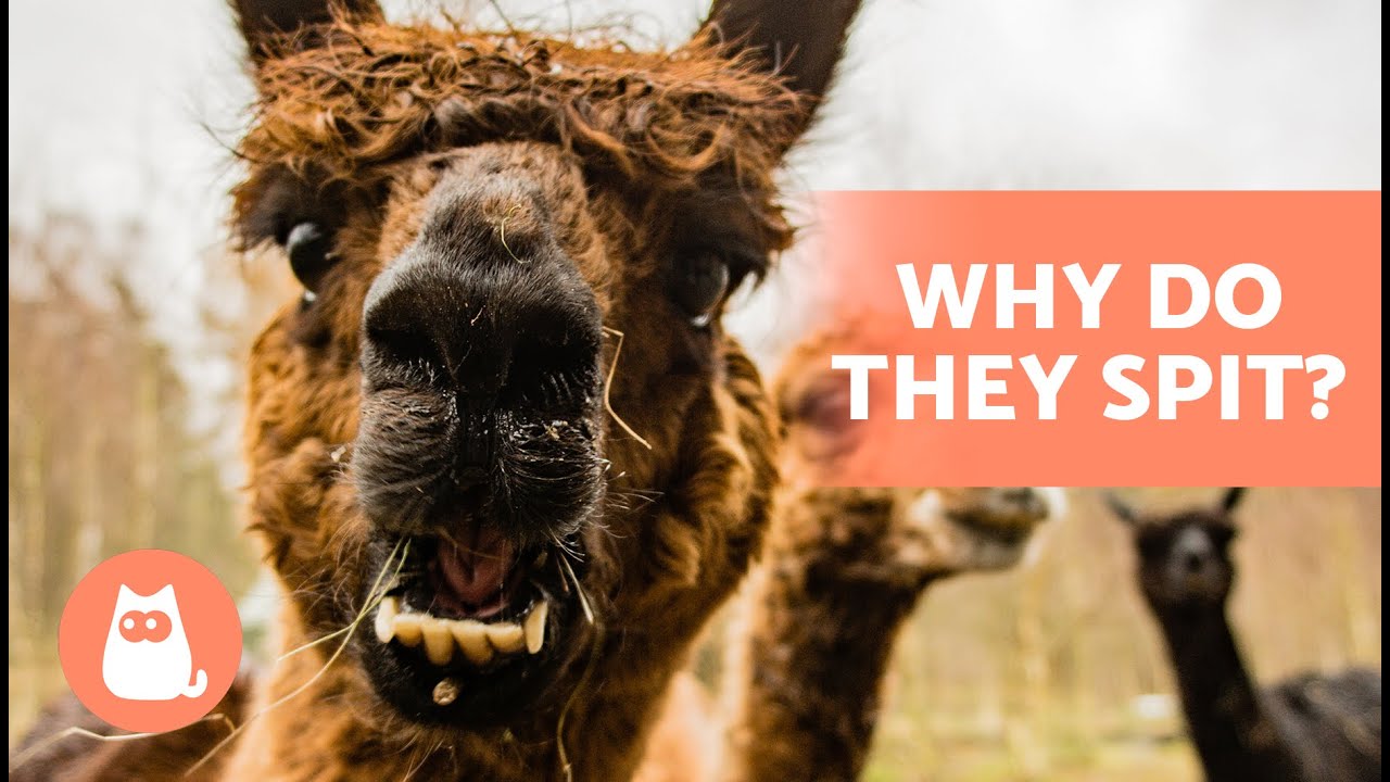 Why Do Llamas Spit ёятжёяжщ 3 Reasons For Spitting Llamas Youtube
