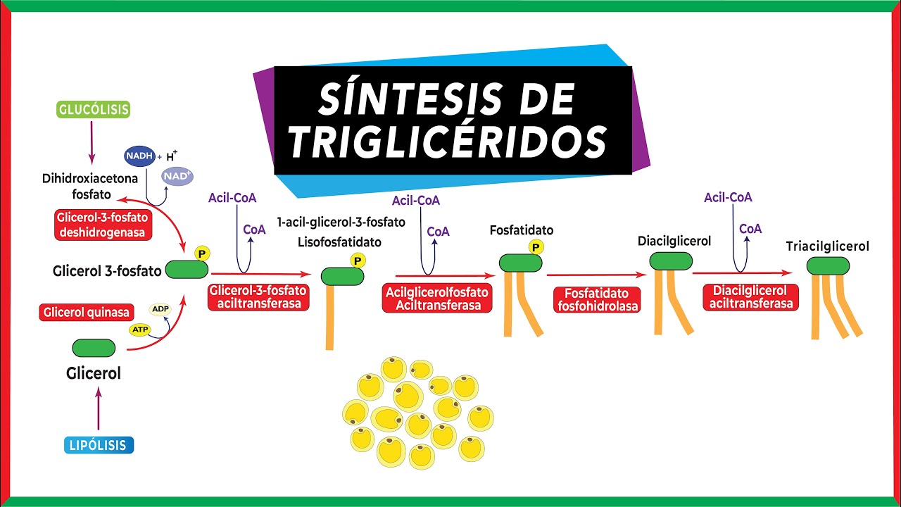 Síntesis De Triglicéridos Lipogénesis Metabolismo Youtube