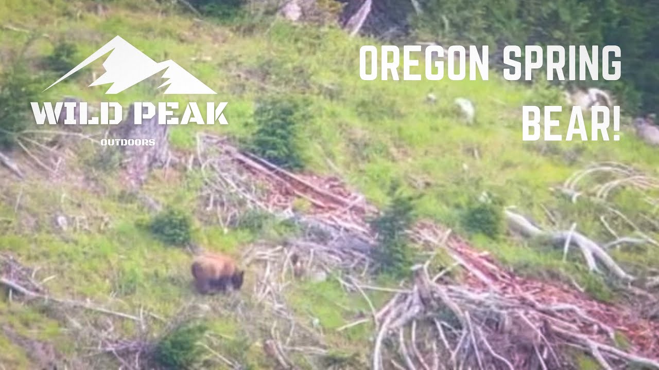 Cookie S First Bear Oregon Spring Bear Hunting Youtube