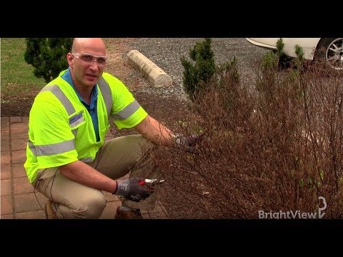 How To Trim Spirea Bushes In The Fall