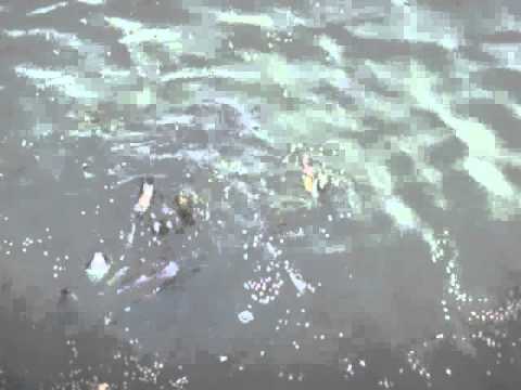 Mov03945 Youtube