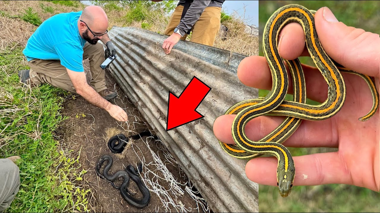 Texas Tin Flipping Indigos Hognose And More Youtube