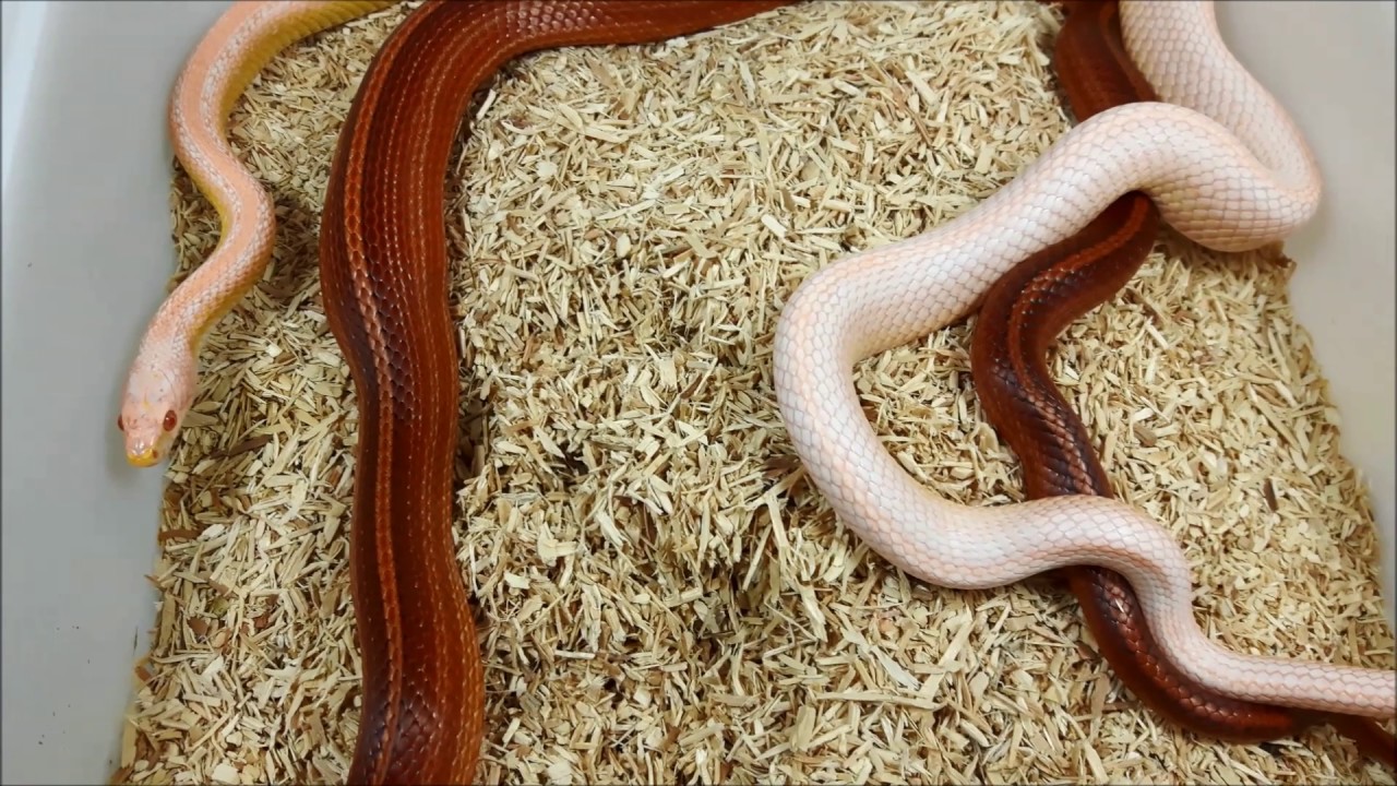 Breeding Corn Snakes Salmon Snow Striped X Tessera Striped Youtube