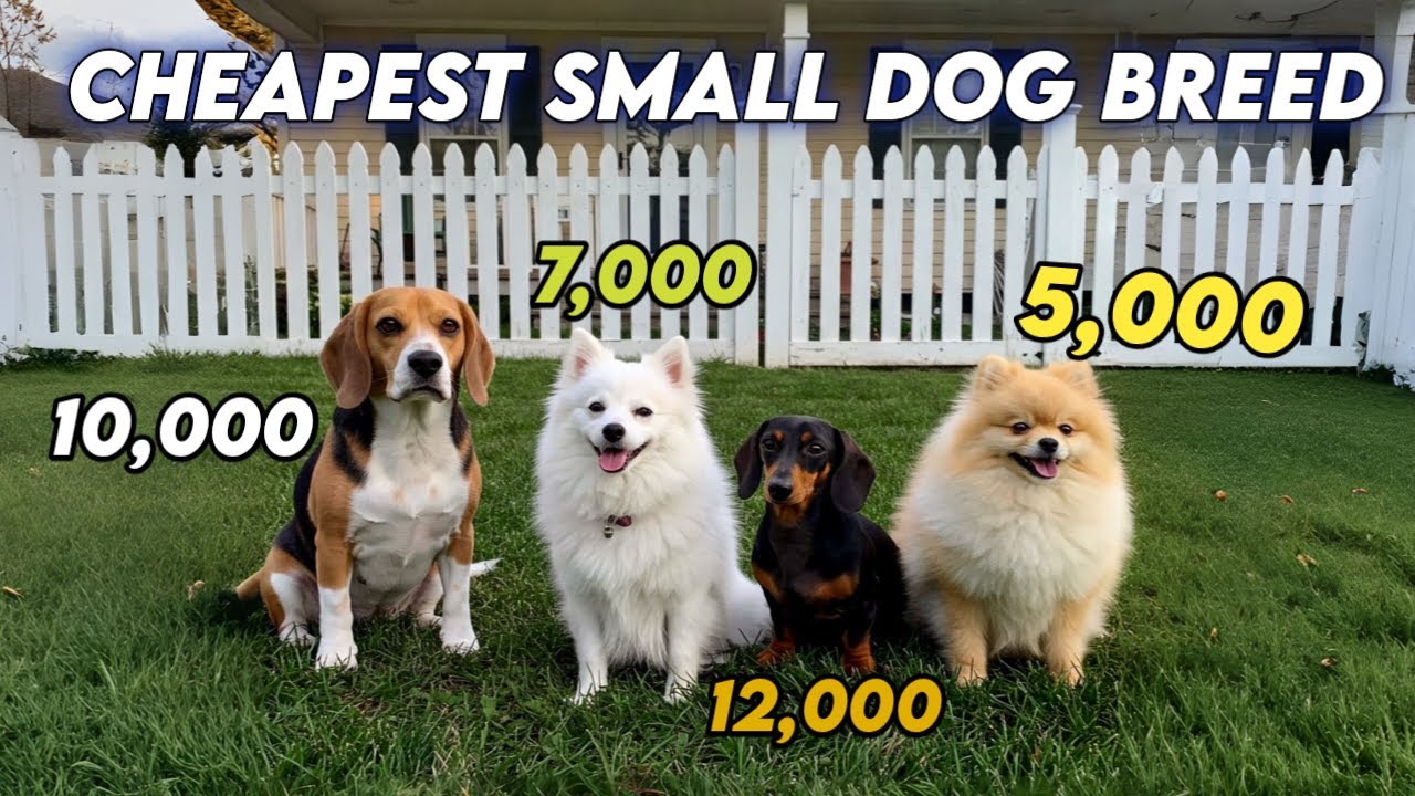Small Dog Breeds In India Under 10000 Infoupdate Org