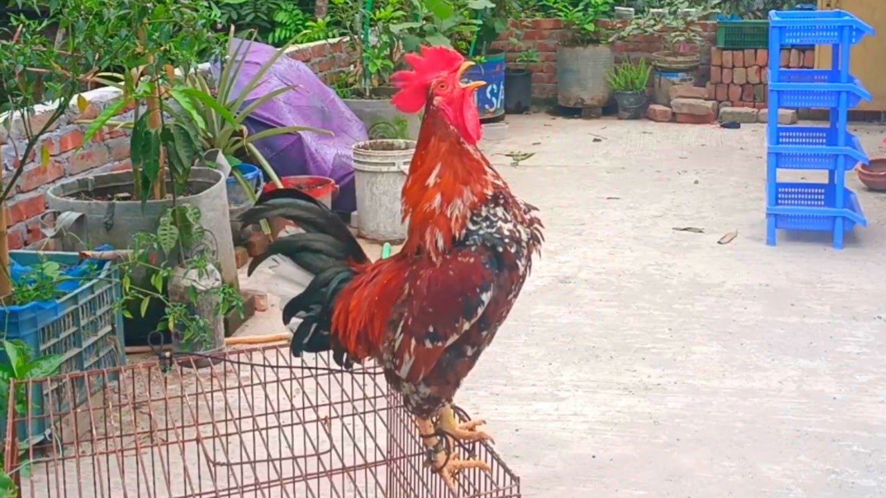 Rooster Crowing Youtube