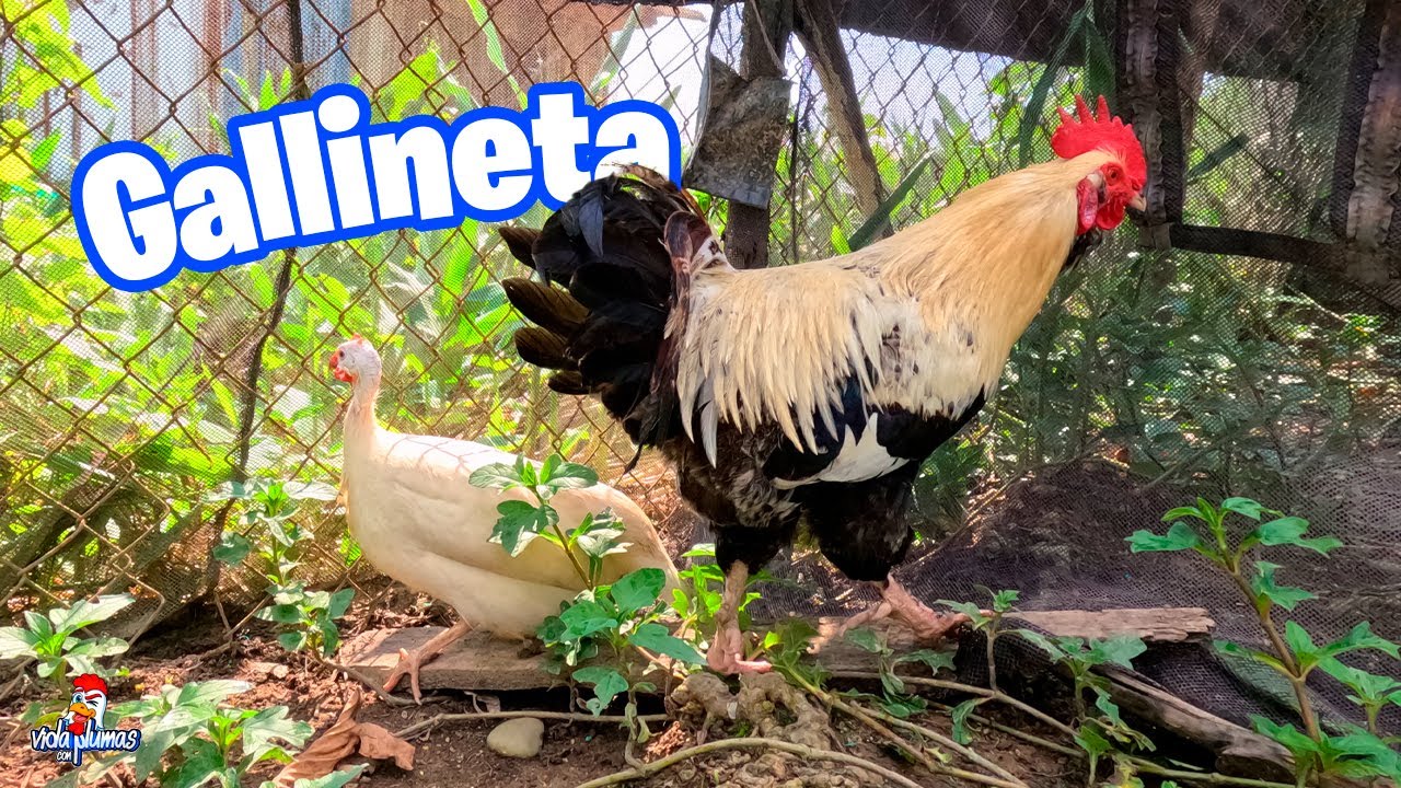 Mi Gallina De Guinea O Gallineta Libre Se Va Cómo Conviven