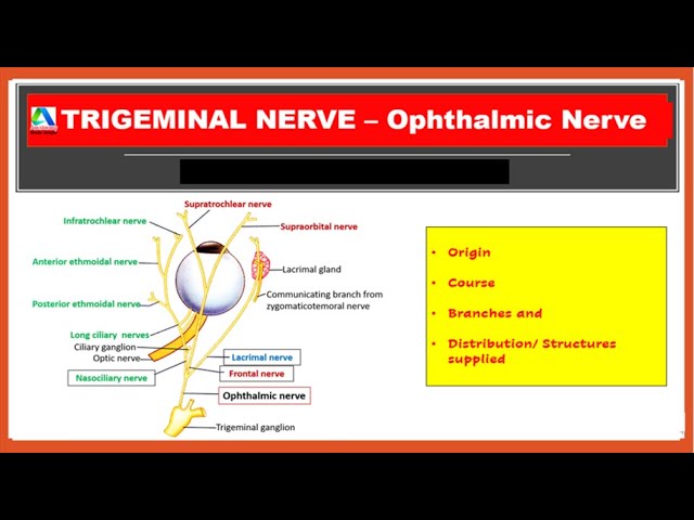 Ophthalmic Nerve Diagram Trigeminal Neuralgia Causes Ocular Surface