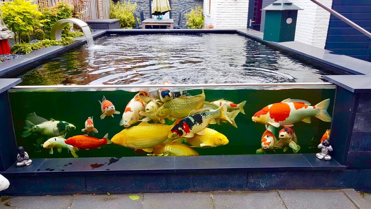 Real Koi Fish Pond Koi