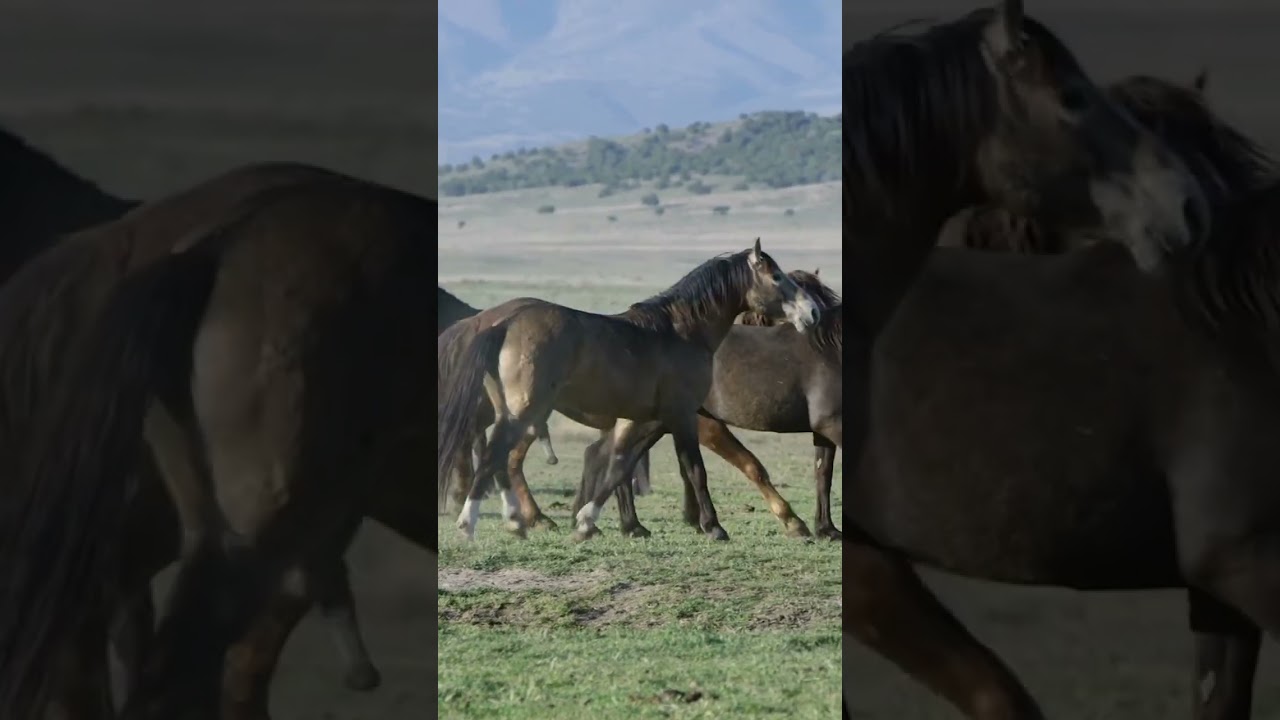 How Horses Mating Animals Mate Mating Period Wild Animals Youtube