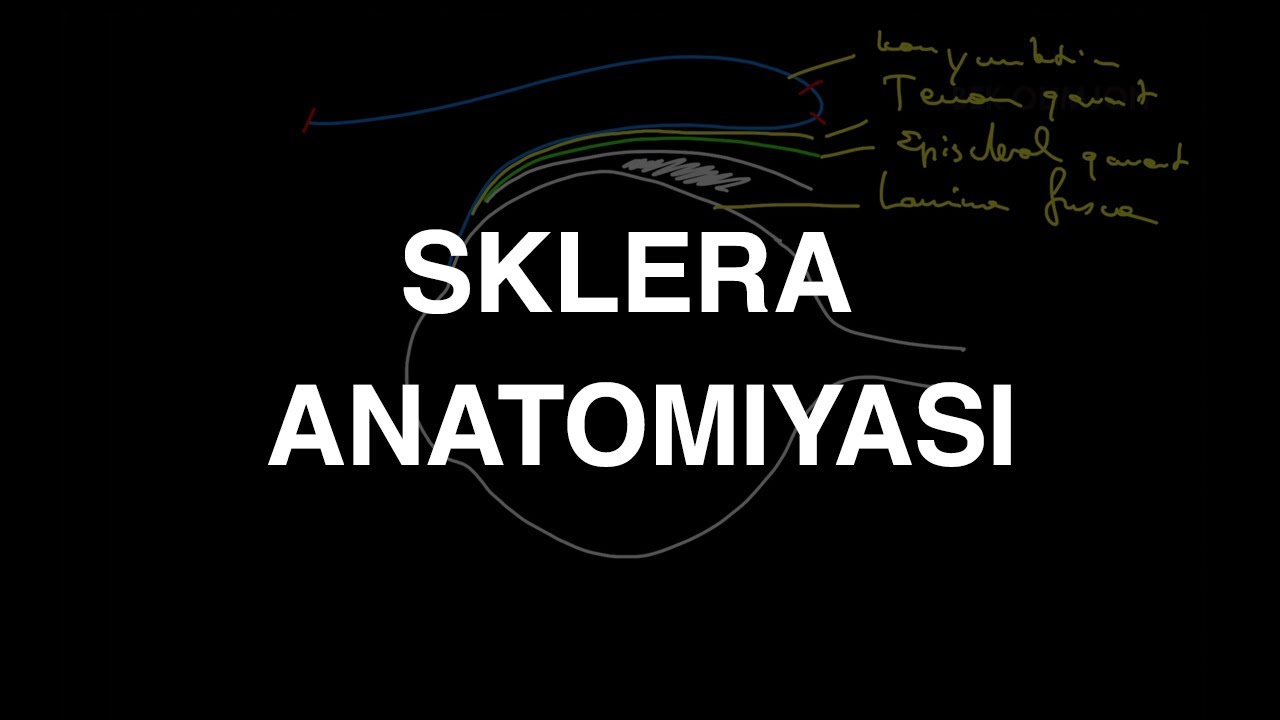 Sklera Anatomiyasi Bek Olimjon Youtube