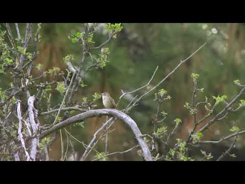 Yosemite Nature Notes 23 Birdsongs Youtube