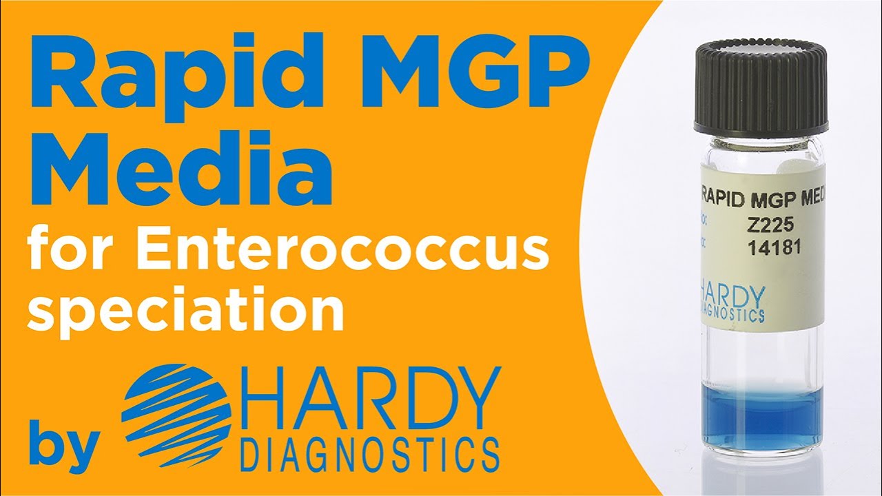 Rapid Mgp Medium For Enterococcus Speciation By Hardy Diagnostics Youtube