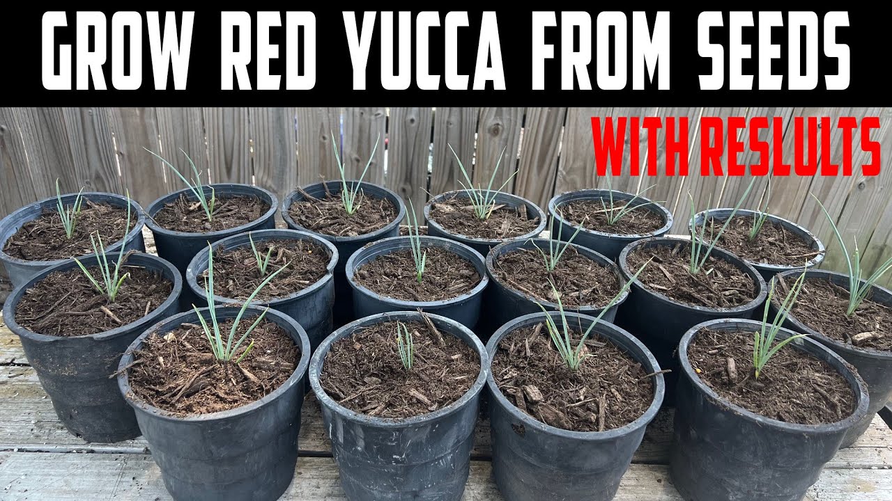 Red Yucca Propagation The Only Guide You Ll Ever Need Gardeningfine
