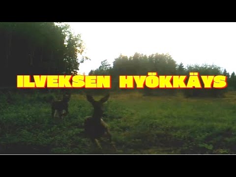 Ilveksen Hyökkäys Youtube