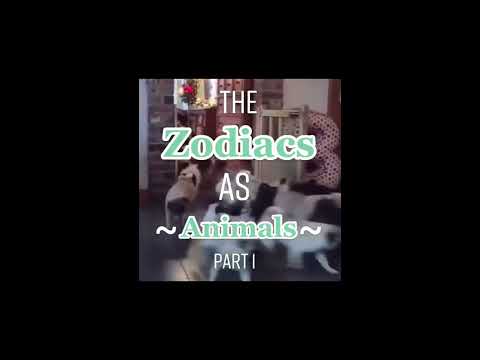 What Animal Are You Based Off Your Zodiac рџ Zodiac Signs Shorts