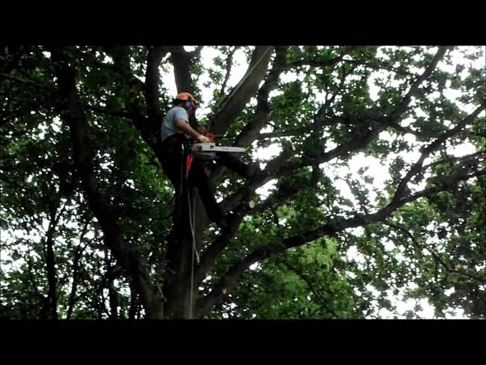 Oak Tree Pruning Youtube