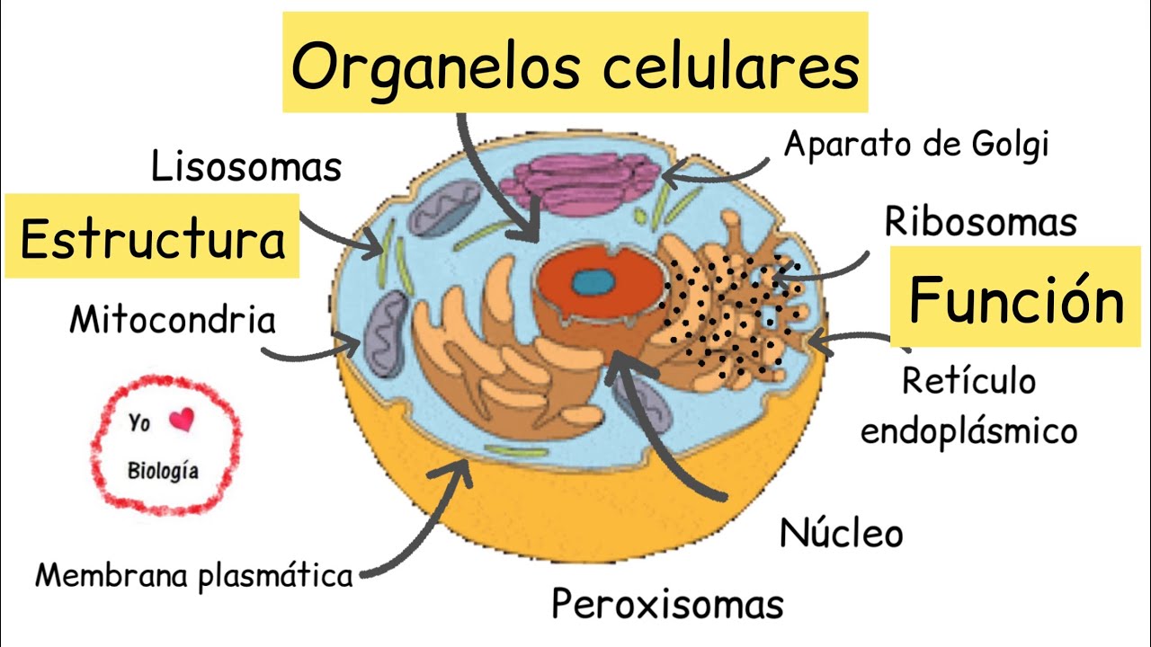 Organelos Y Sus Funciones Célula Estructura Y Funciones