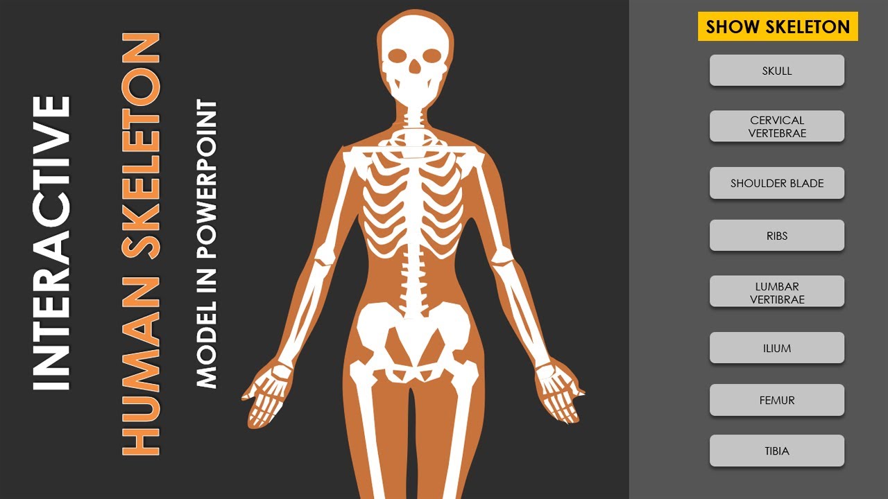 Animated Human Skeleton Model In Powerpoint Interactive Powerpoint