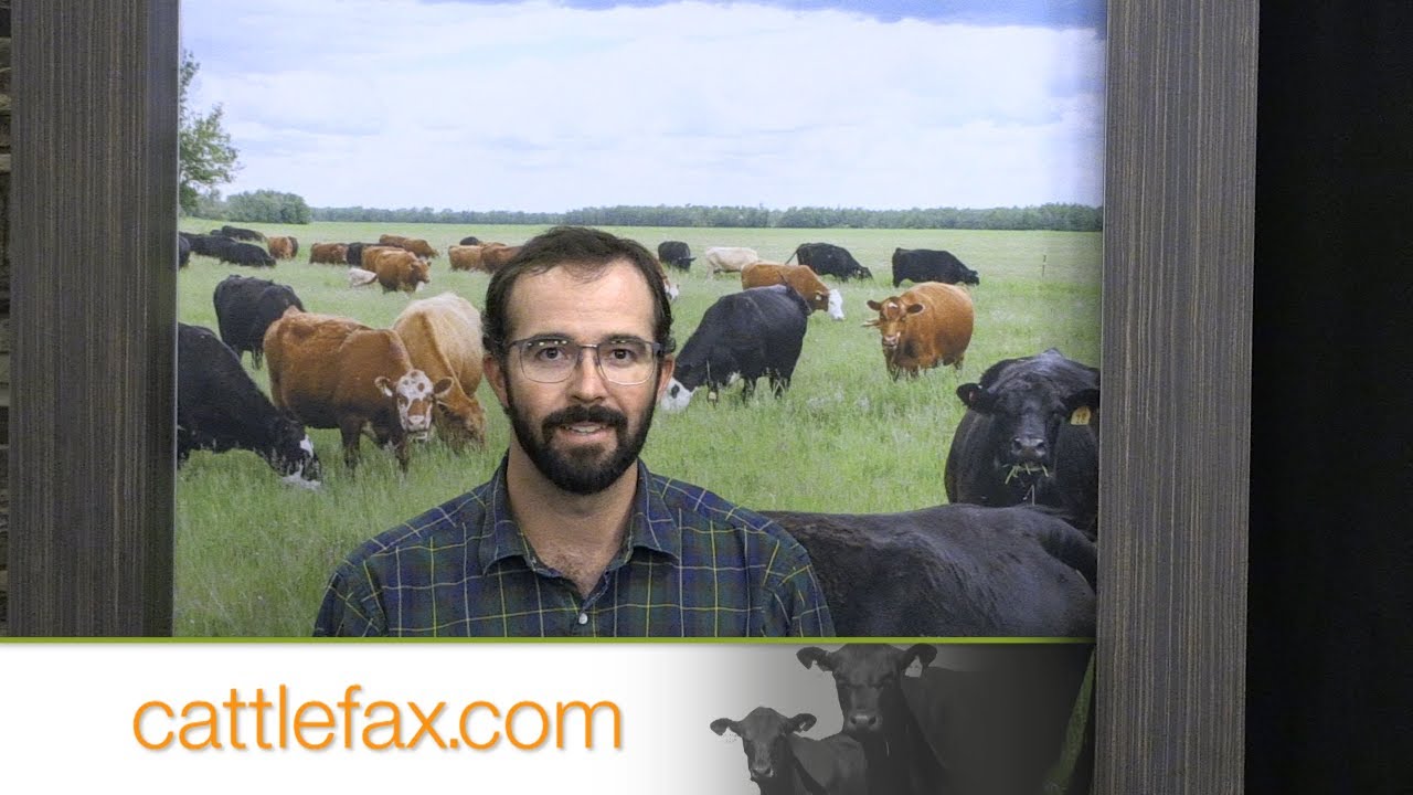 Cattlefax Closing Bell North South Spread Narrows August 29 2025