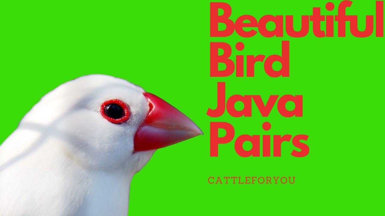 Beautiful Bird Java Pairs Youtube