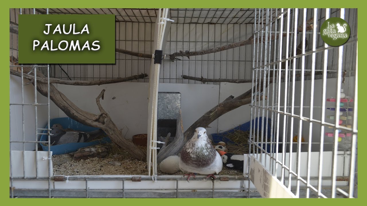 La Nueva Jaula De Mis Palomas Arán Y Einar Ideas Para Aves Grandes En