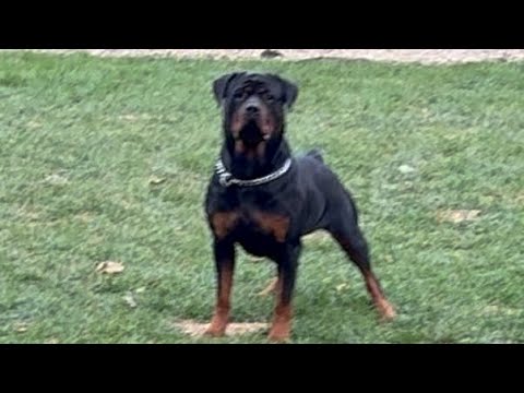 Breeding Update Youtube