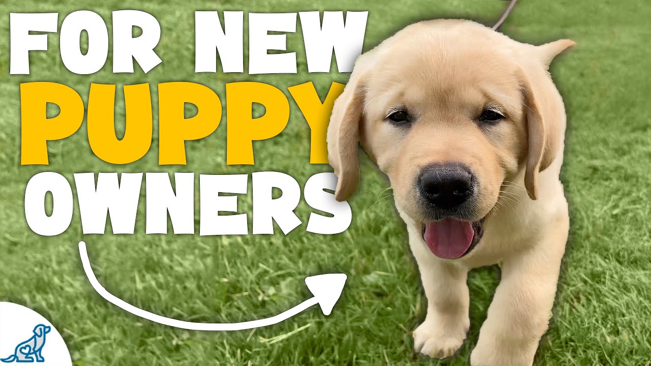 The First 7 Things You Need To Teach Your Puppy Doggy Nice