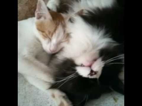 The Caring Cat Housepetscare