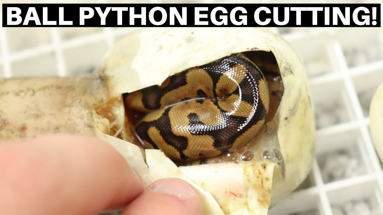 Cutting The First Ball Python Clutch Of 2021 Benjamin S Exotics