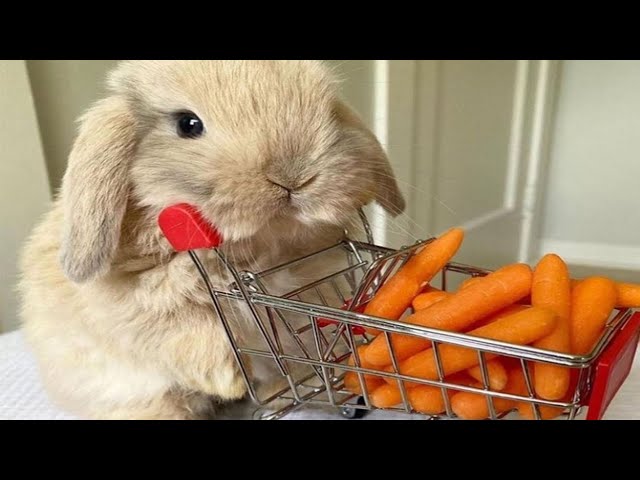 Funny Baby Bunnies