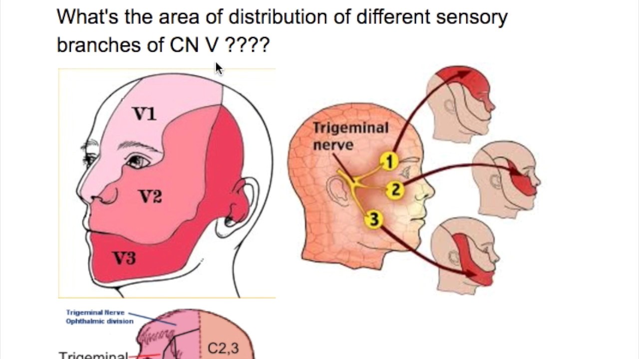 Ophthalmic Nerve Distribution