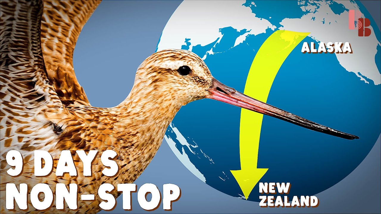 Longest Nonstop Bird Migration Theory