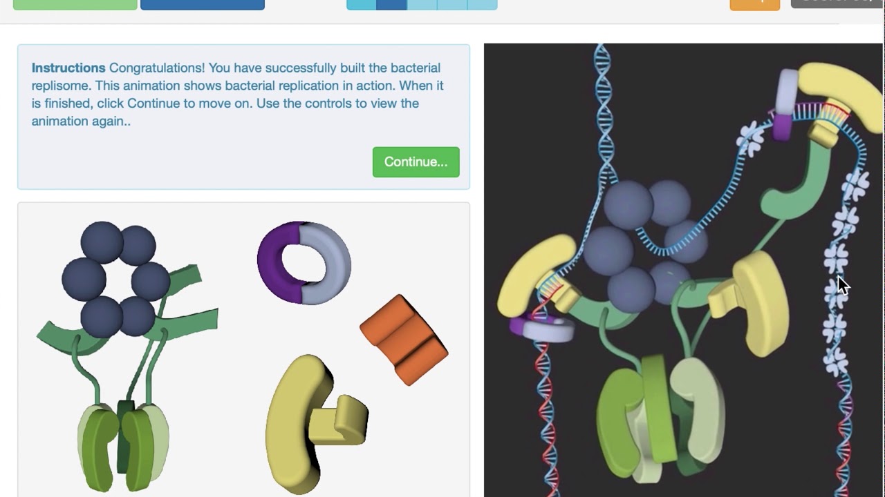 Dna Replication Simulation Youtube