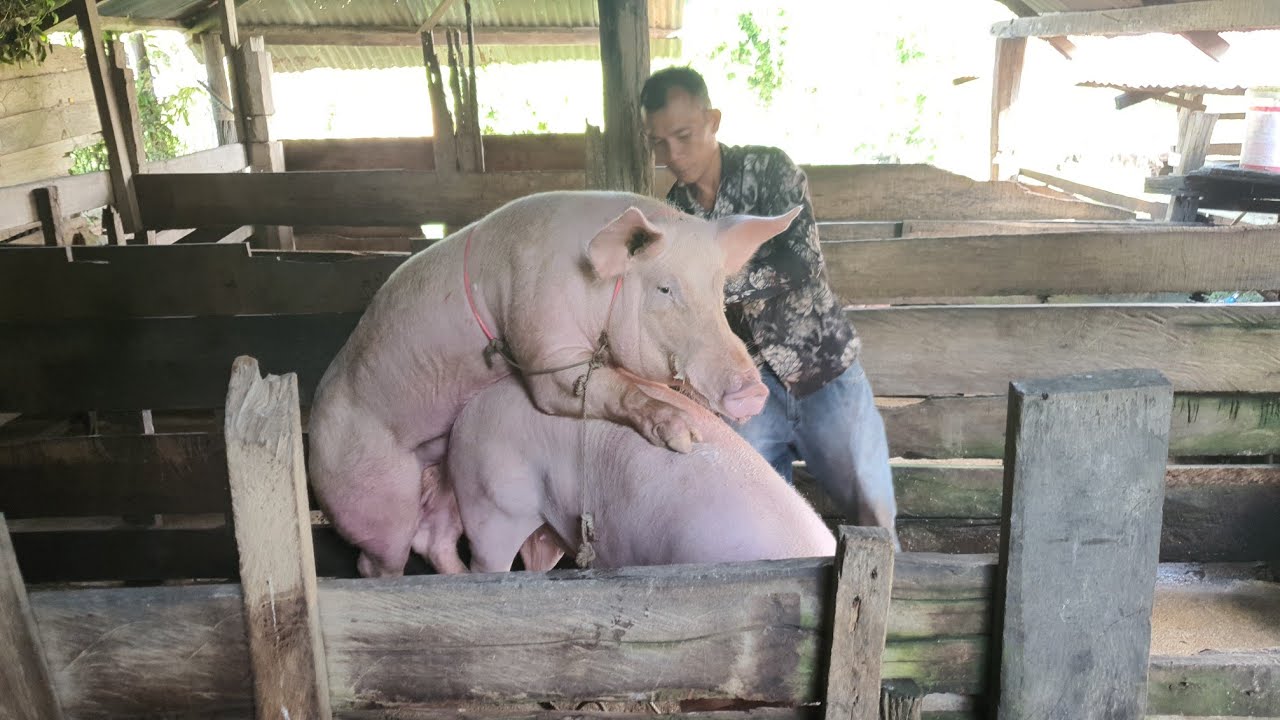 Pig Breeding Is The Process Of Selecting And Mating Pigs To Produce