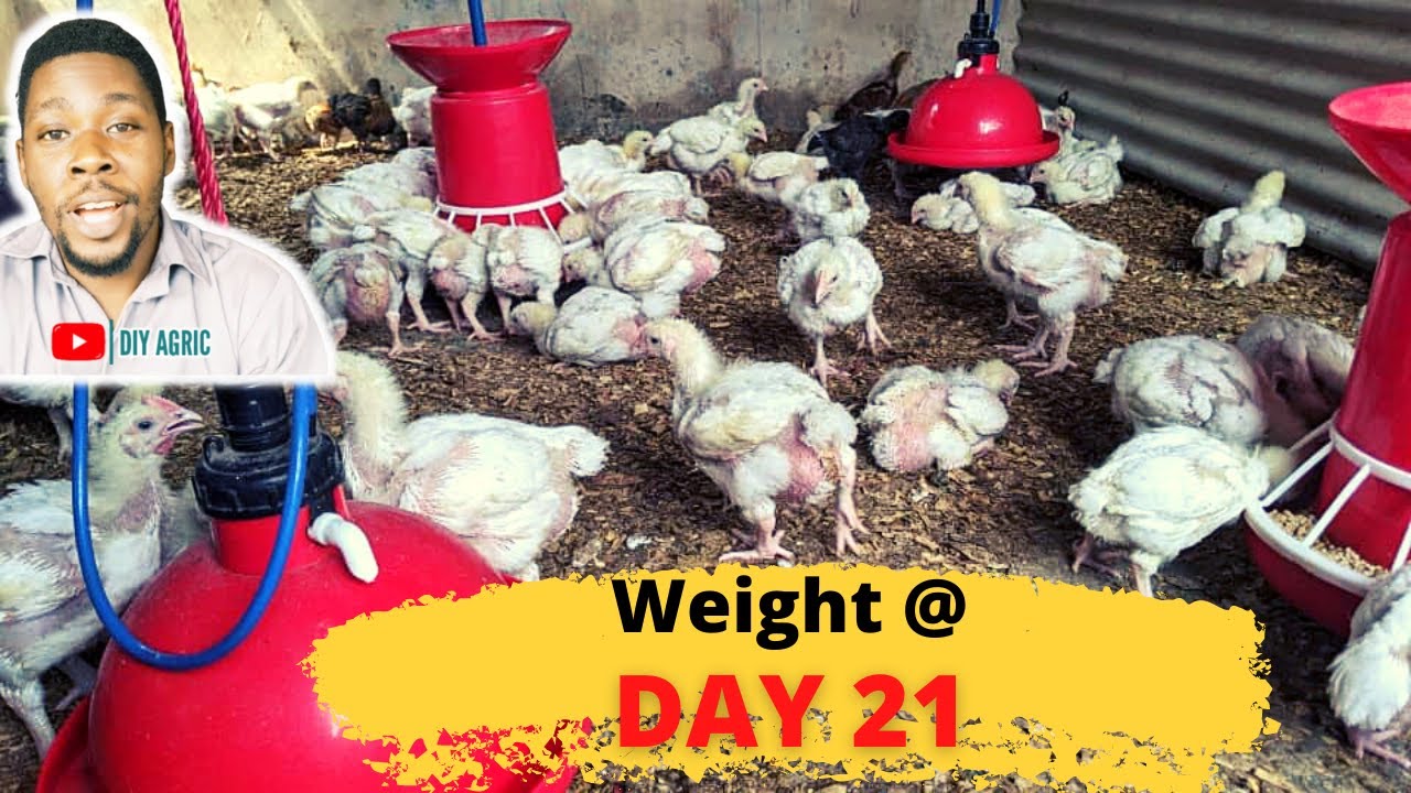 Broiler Weight At 3 Weeks Broiler Brooding Management Day 21 Youtube