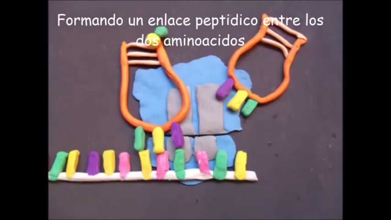 Dogma Central De La Biologia Molecular Youtube