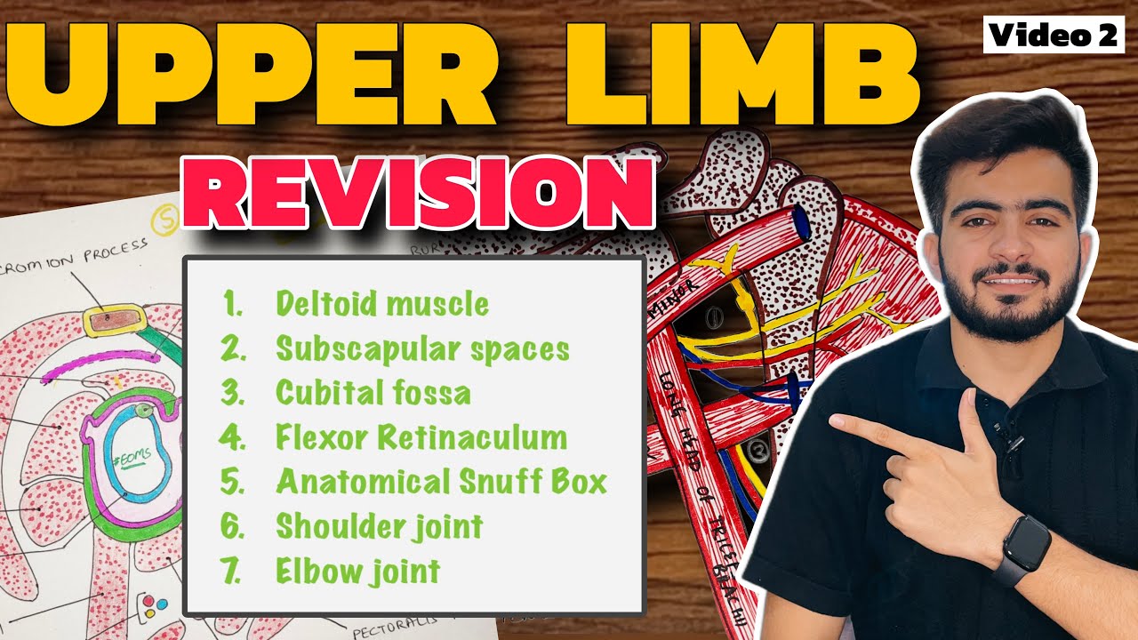 Complete Upper Limb Revision Video 2 1st Year Professional Exams
