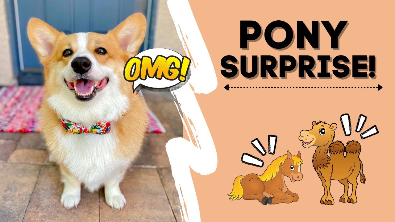 Corgi Adopts A Pony And Camel Youtube