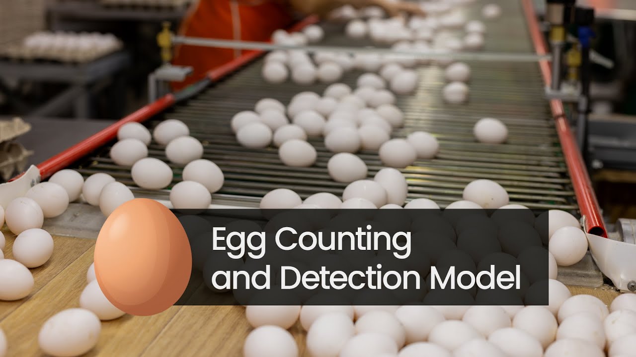 Egg Counting And Detection Model Youtube