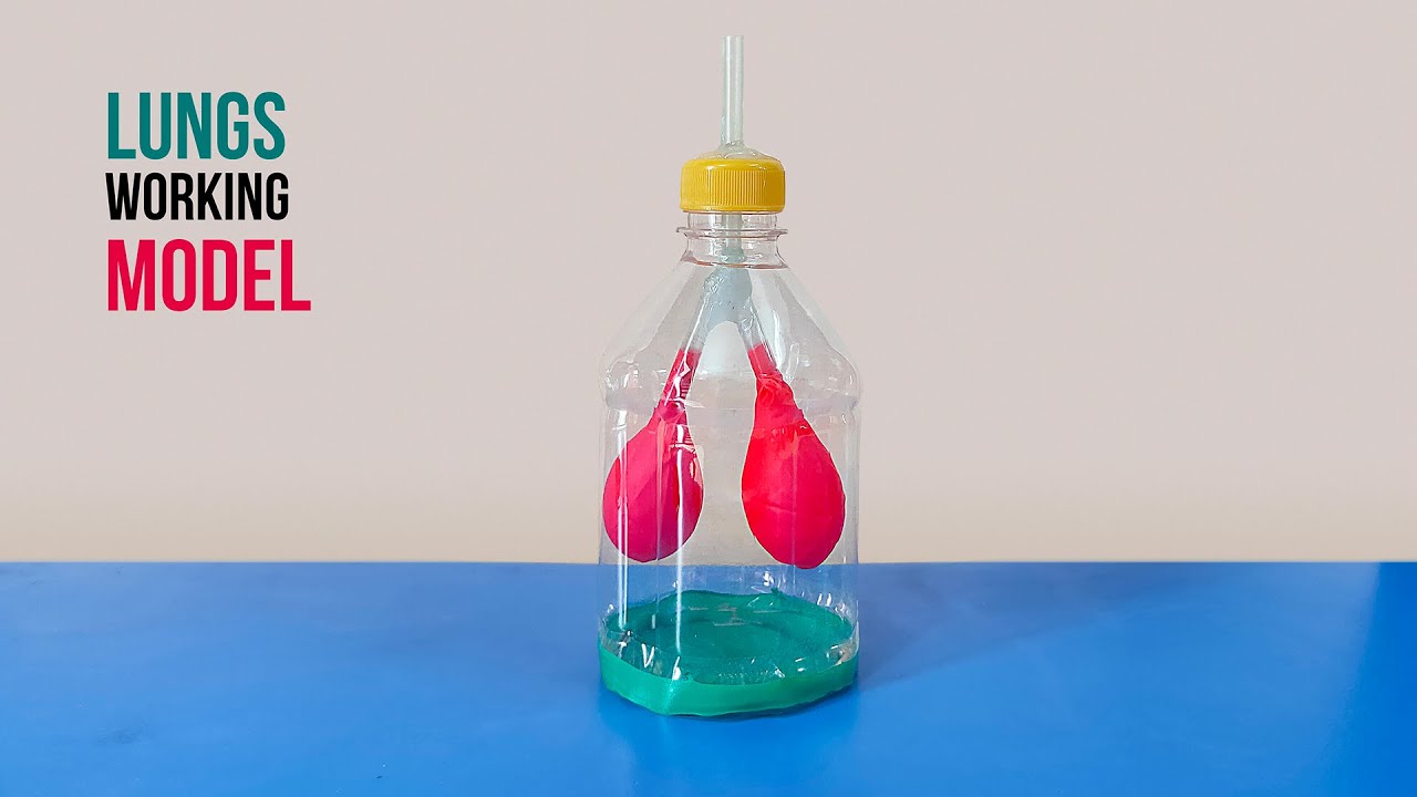 Homemade Respiratory System Model