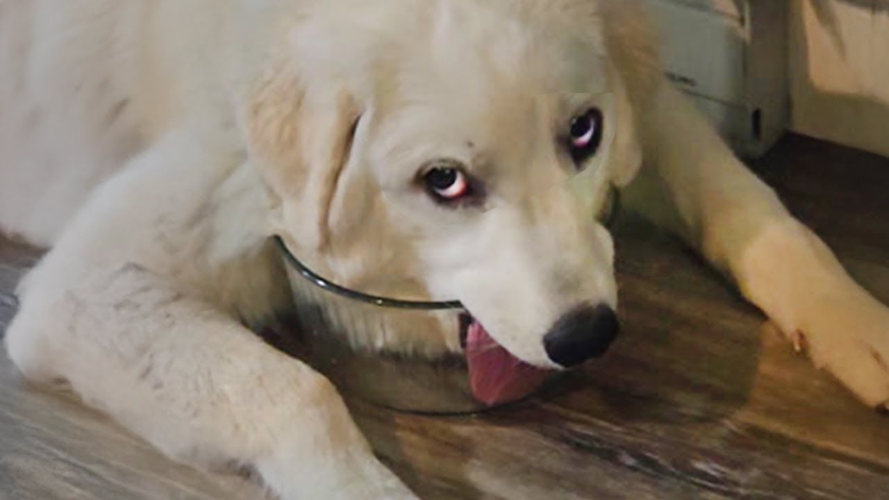 These Dogs Are Taking Dramatic To The Max рџ јрџђ Funny Dog Videos 2025