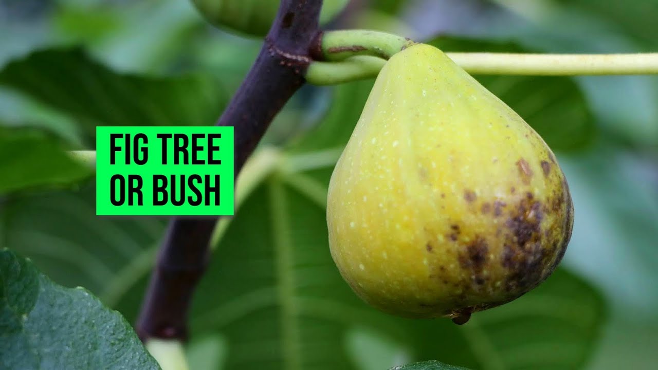 Figs Are They Trees Or Bushes Which Is Better Youtube