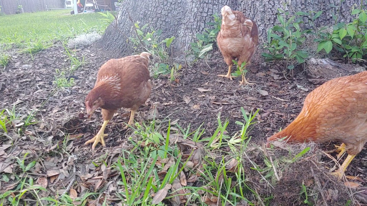 Chicken Scratching Youtube