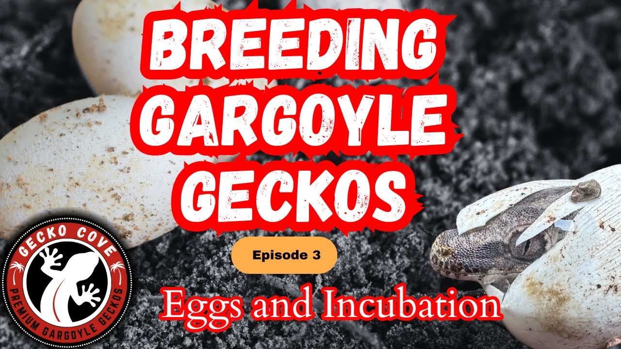 Breeding Part 3 Youtube