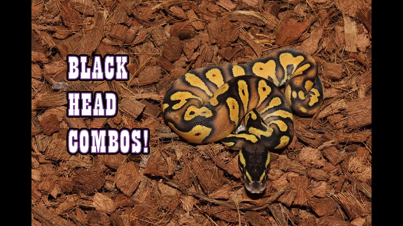 Black Head Ball Python Combos Clutch Update Youtube